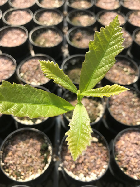 Tree and Shrub Conservation Seedlings – Kansas Forest Service