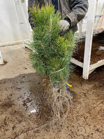 Tree and Shrub Conservation Seedlings – Kansas Forest Service